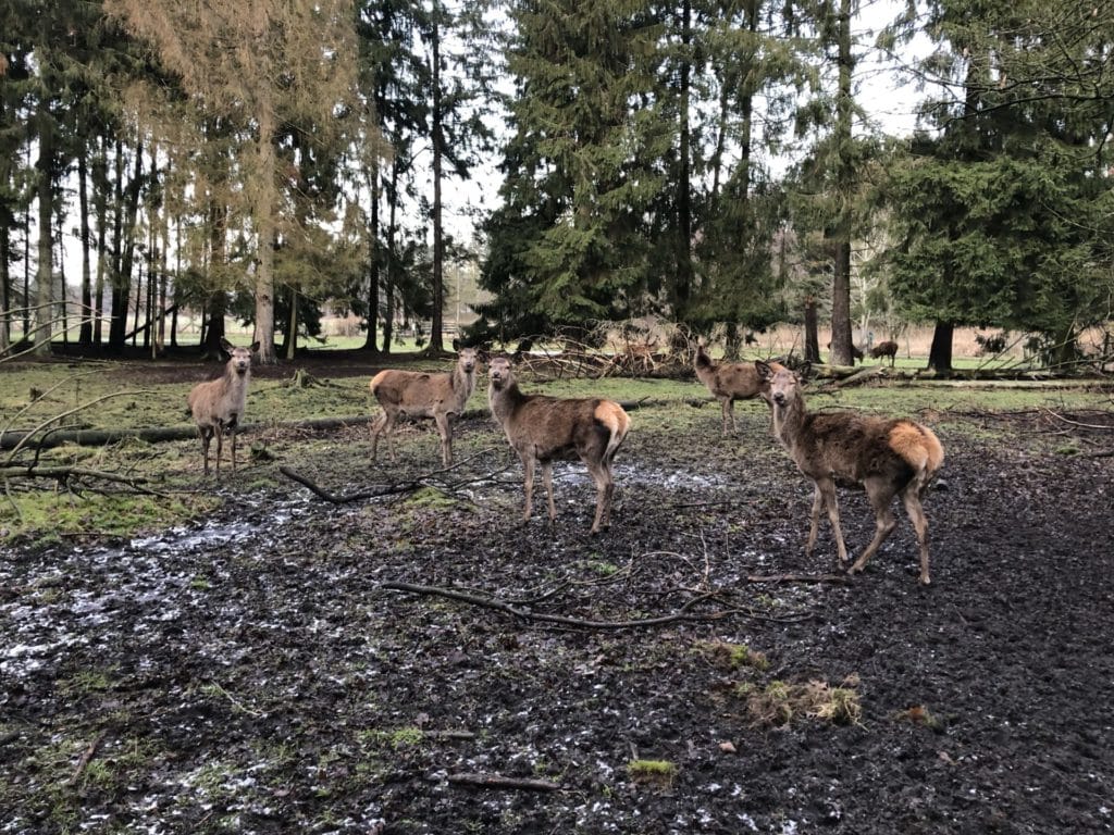Damwild Muffelwild Spezialgeflecht für einen Gehegezaun