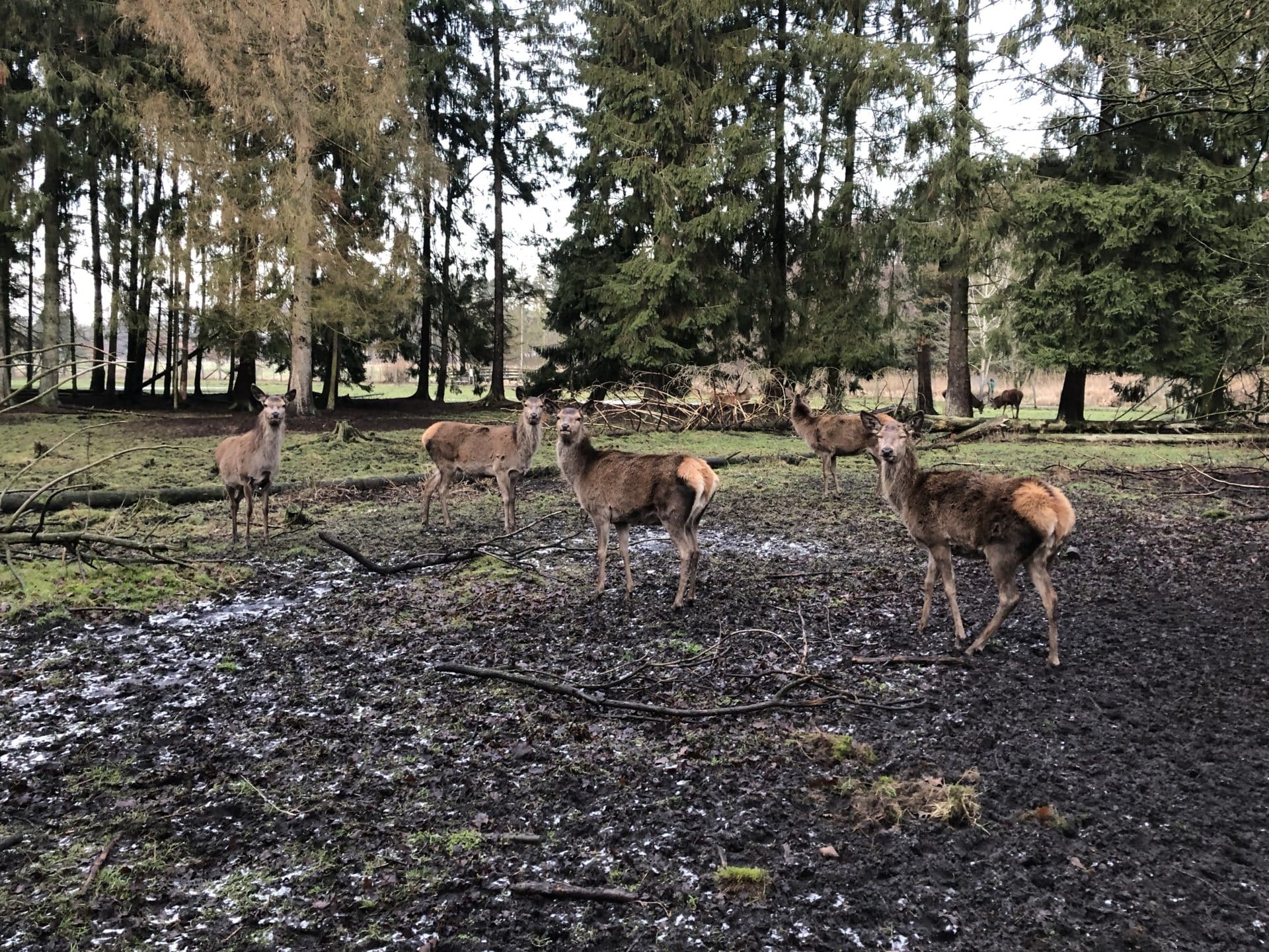 Damwild Muffelwild Spezialgeflecht für einen Gehegezaun